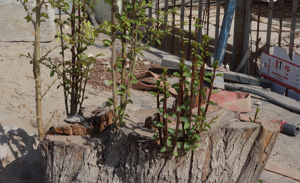 Coppiced treescapes for the Middle East – Mark Laurence's Blog