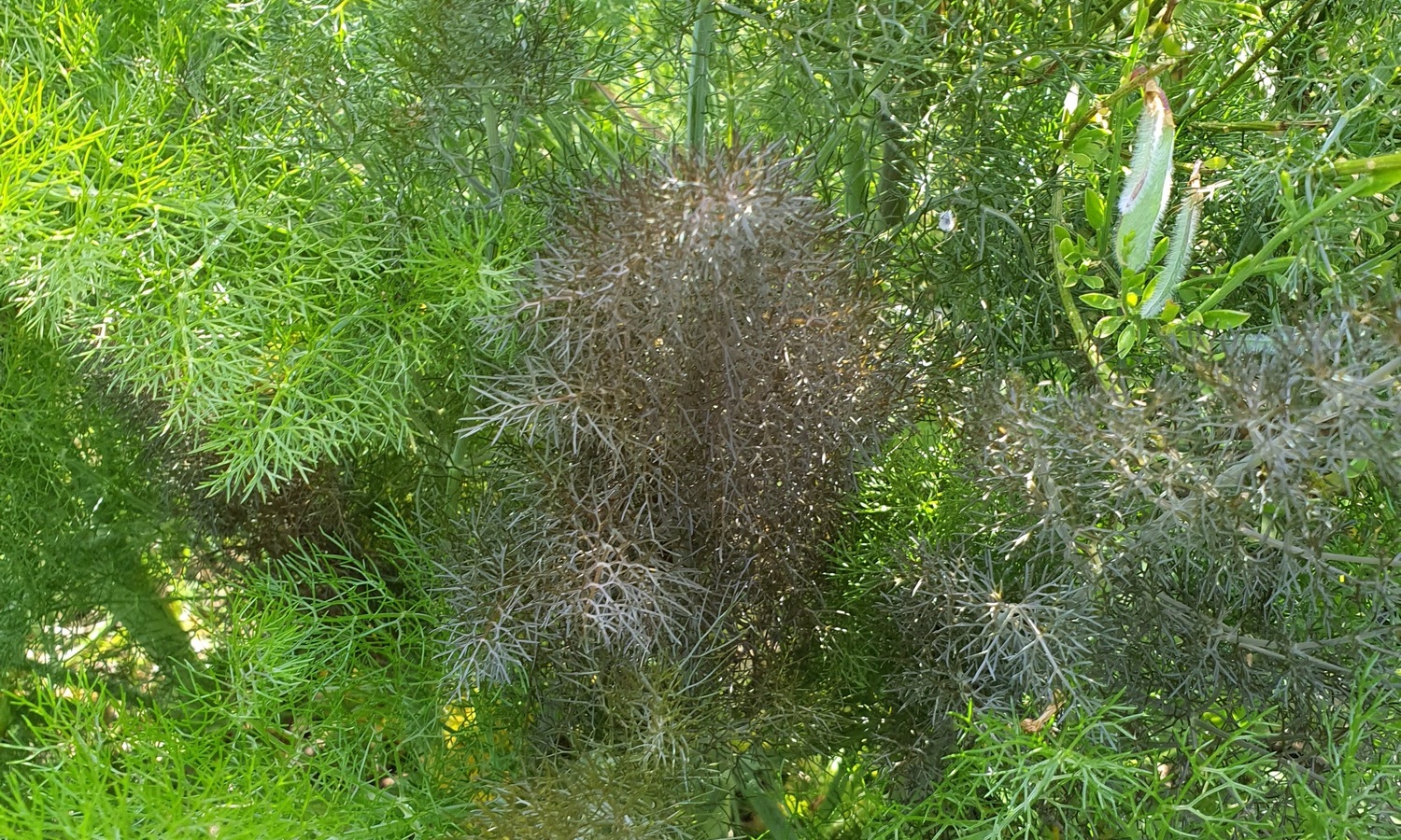 The self-seeded garden – Mark Laurence's Blog