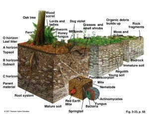 Adaptive and Regenerative Landscapes – Mark Laurence's Blog